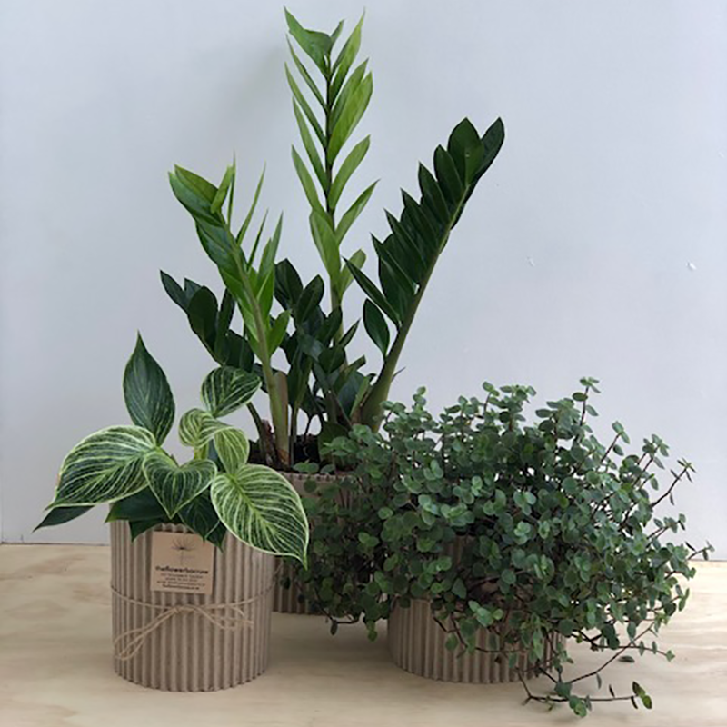 Plants and Plant Care – The Flower Barrow Florist