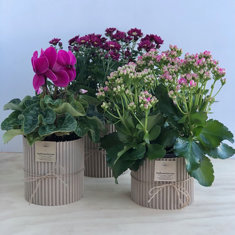 Plants and Plant Care – The Flower Barrow Florist